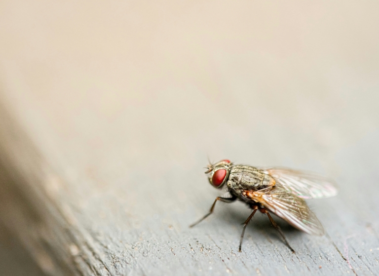 The surprising impact dead bugs have on aircraft efficiency