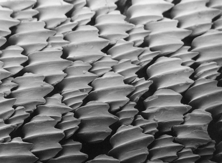 Airbus A330 wings and tailplane set for sharkskin-inspired efficiency ...